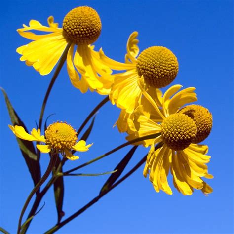 Helenium Autumnale From Nvk Nurseries