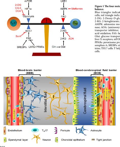 Figure 1 From Metabolic Checkpoints In Neurodegenerative T Helper 17