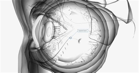 Premium Photo Hyaloid Canal It Is Filled With Lymph And Lined By A