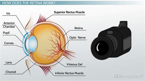 Retina Definition And Function Video And Lesson Transcript