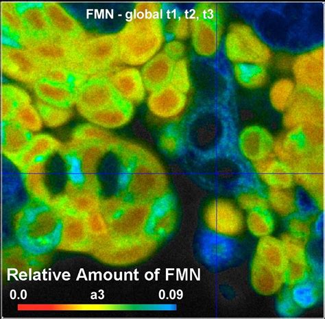Fast GPU Based Global Fit Of TCSPC FLIM Data Becker Hickl GmbH