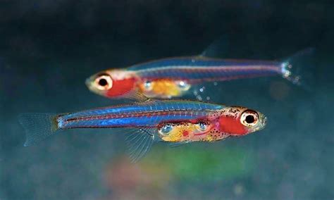The Smallest Fish In The World