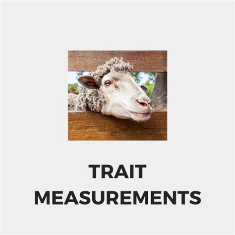 Breeders Guide Sheep Genetics