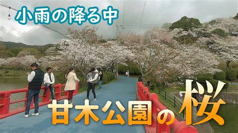 今年も甘木公園 丸山公園 へ桜を見に行きました 福岡県朝倉市230326 YouTube