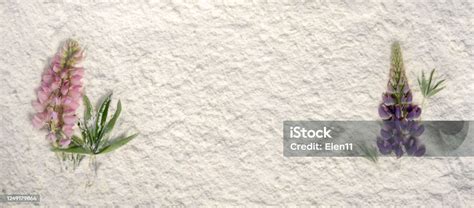 흰색 분말 배경에 두 개의 루핀 꽃의 프레임 엽서용 템플릿입니다 공간을 복사합니다 텍스트에 대 한 배치 0명에 대한 스톡 사진