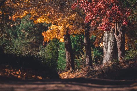 Fotos Gratis Colores De Otoño Colores Del Otoño Hojas De Otoño
