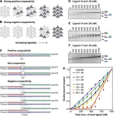 The Effects Of Positive And Negative Cooperativity On Response