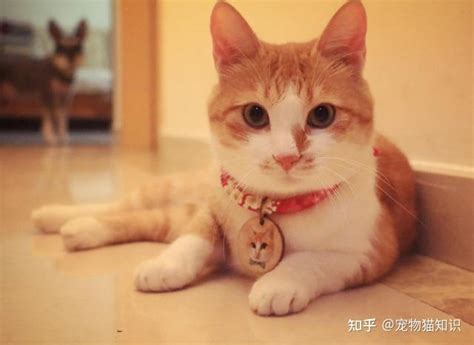 主人再气也别对猫做这几种惩罚心里会留下阴影长大记恨你 知乎