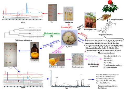 Talaromyces flavus 对三七地下部分原人参二醇型和原人参三醇型人参皂苷的高区域选择性生物转化为 18 种次要人参皂苷 ACS