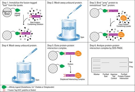 免疫沉淀与分子间相互作用