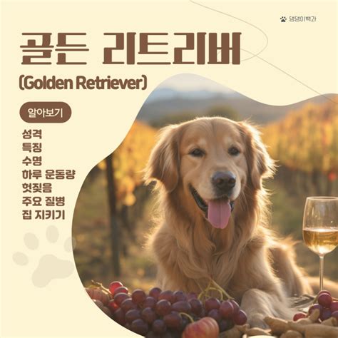 [댕댕이 백과] 골든 리트리버 Golden Retriever 에 대해 알아보기 성격 특징 색상 관리 등 네이버 블로그