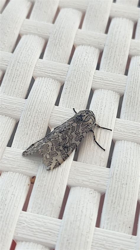 Hypercompe Suffusa From 76246 Qro México On August 22 2024 By Isisarias · Inaturalist