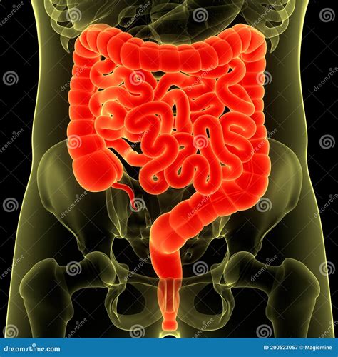 Human Internal Organs Digestive System Large And Small Intestine