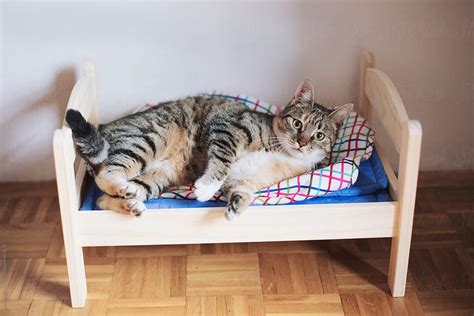 Lazy Kitten