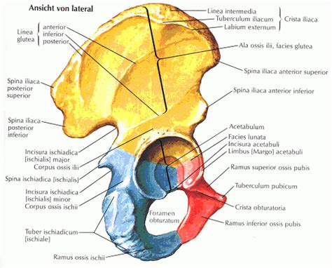 Crista Iliaca Posterior