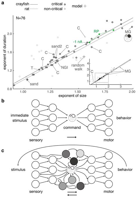 scaling relation and a unified view of the organization a critical