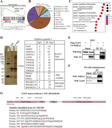 microarray chip seq and immunoprecipitation mass spectrometry