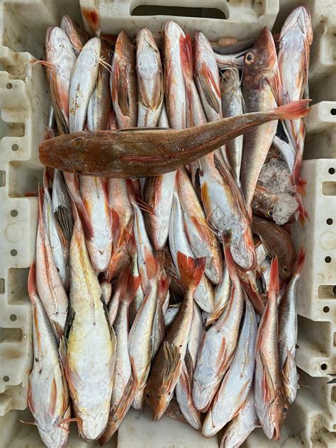 Fishsegmentation Instance Segmentation Dataset By Muhammad Irfan