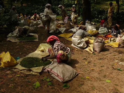 커피로 맛보는 역사 역사로 배우는 커피 33 차의 나라 인도의 커피문화 네이버 블로그