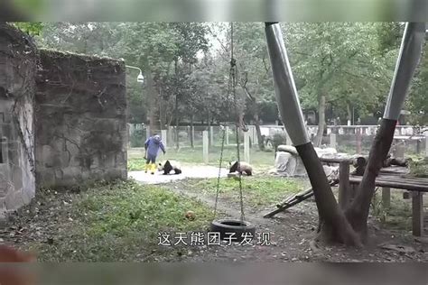 饲养员抢走熊猫的苹果，熊猫组团“冲锋”，场面实在太壮观了