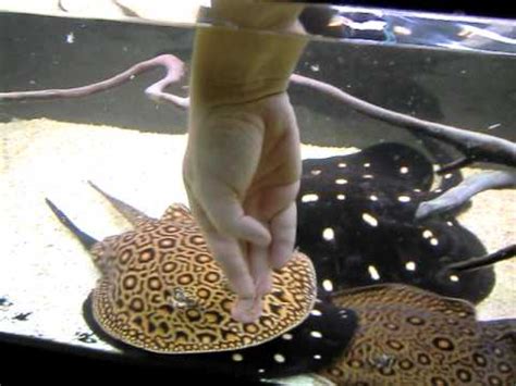Freshwater Aquarium Stingray • Types Tank Size And Breeding
