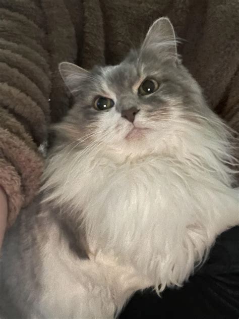 Oc Them Eyes Scrolller