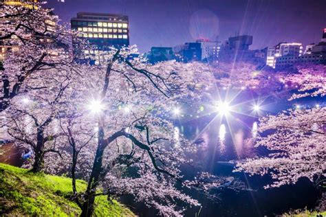 The Ultimate Hanami Experience At Chidorigafuchi Moat