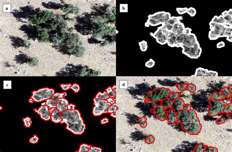 An Example Of Tree Crown Delineation With The Proposed Algorithm Download Scientific Diagram