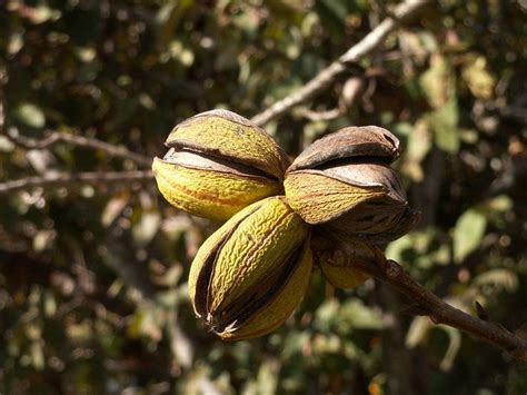 Best Images About Seed Pods On Pinterest Trees Almond Seed And Australia