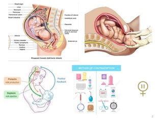 Sexual Growth Development Pptx