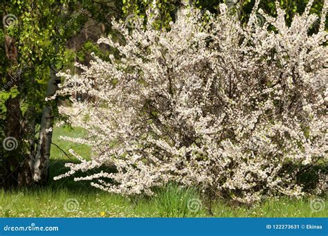 Prunus Tomentosa Stock Image Image Of Obovate Ando 122273631