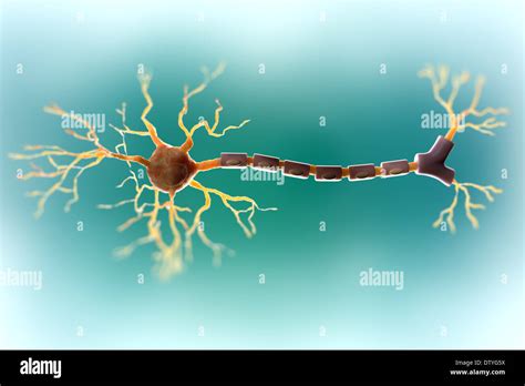 Multipolar Neuron Hi Res Stock Photography And Images Alamy