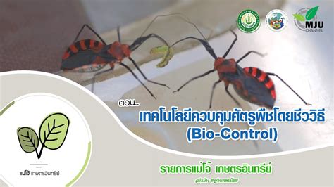 รายการแม่โจ้เกษตรอินทรีย์ ตอน เทคโนโลยีควบคุมศัตรูพืชโดยชีววิธี Bio Control Youtube