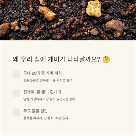 개미 퇴치법 완벽 가이드 붕산부터 텃밭 화분까지 한번에 해결