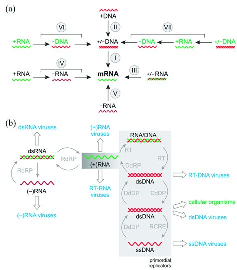 The Baltimore Classification Of Viruses 95 A Description Of A Download Scientific Diagram