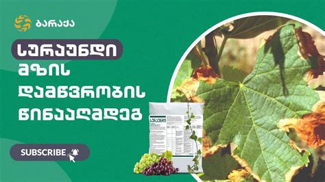 ამერიკული ბრენდის პროდუქტი სურაუნდი Youtube