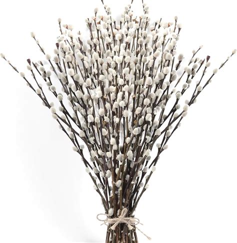 Nogis Natural Preserved Dried Pussywillow Branches For Vases 20 Stems