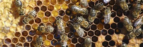 ПРОДАМ МЁД ПРОДУКТЫ ПЧЕЛОВОДСТВА 2025 ВКонтакте