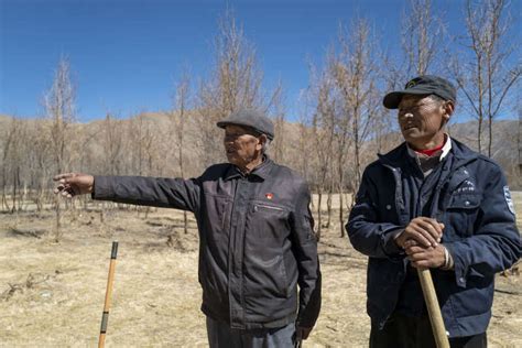 沙棘传奇西藏隆子跨越半个世纪的生态革命