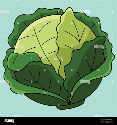 Cabbage Vegetable Colored Cartoon Illustration Stock Vector Image And Art