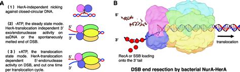 The Dna End Resection Model Of Drnura Hera A Three Different Drnura