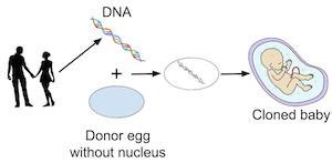 Human Cloning Definition Pros Cons Lesson Study Com