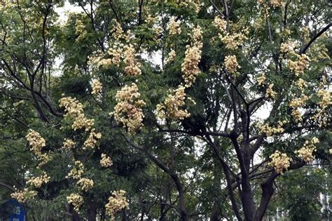 栾树花开秋正浓带你解锁杨浦最美打卡点