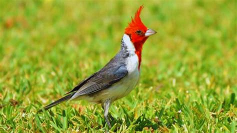 Red Crested Cardinal