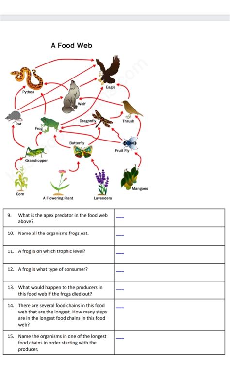 A Food Web Eagle Python Wolf Dragonfly Thrush Rat Frog Butterfly Fruit