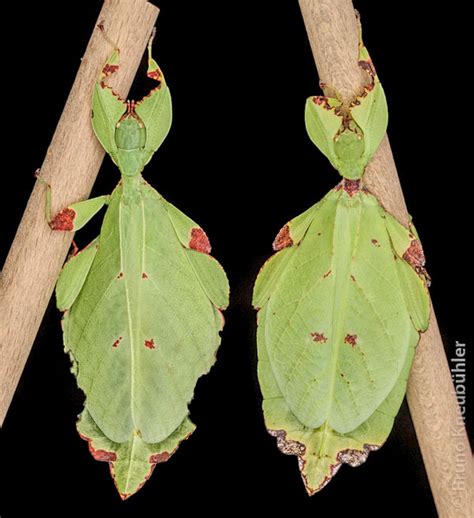 Basics Of Phasmid Breeding Phasmatodea