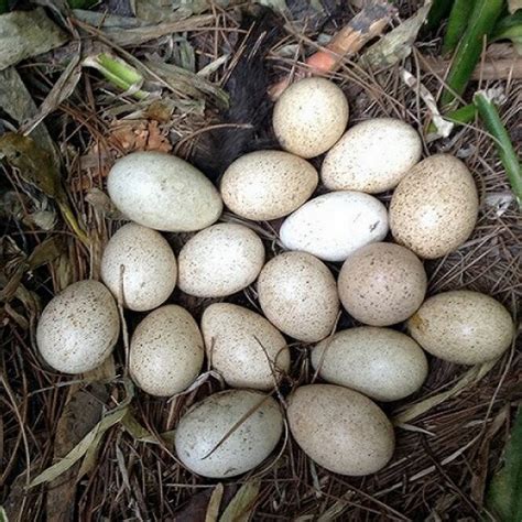 خرید و قیمت تخم بوقلمون طبیعی مامان ترنمحدوده غرب از غرفه فروشگاه