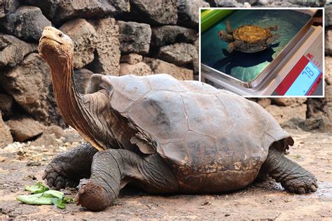 Sex Mad 100 Year Old Tortoise Who Saved Entire Species After Fathering