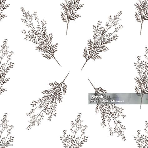 손으로 그린 미모사의 완벽 한 패턴입니다 모노크롬 플라워 두들 흑백 빈티지 요소 벡터 스케치 디테일한 레트로 스타일 0명에 대한 스톡 벡터 아트 및 기타 이미지 Istock