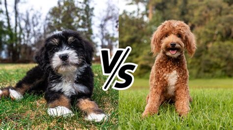 Bernedoodle Size Comparison Mini Bernedoodle Size And Growth Chart